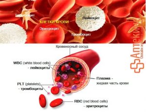 PLT (Тромбоциты) в анализе крови: что это, расшифровка, норма для ...